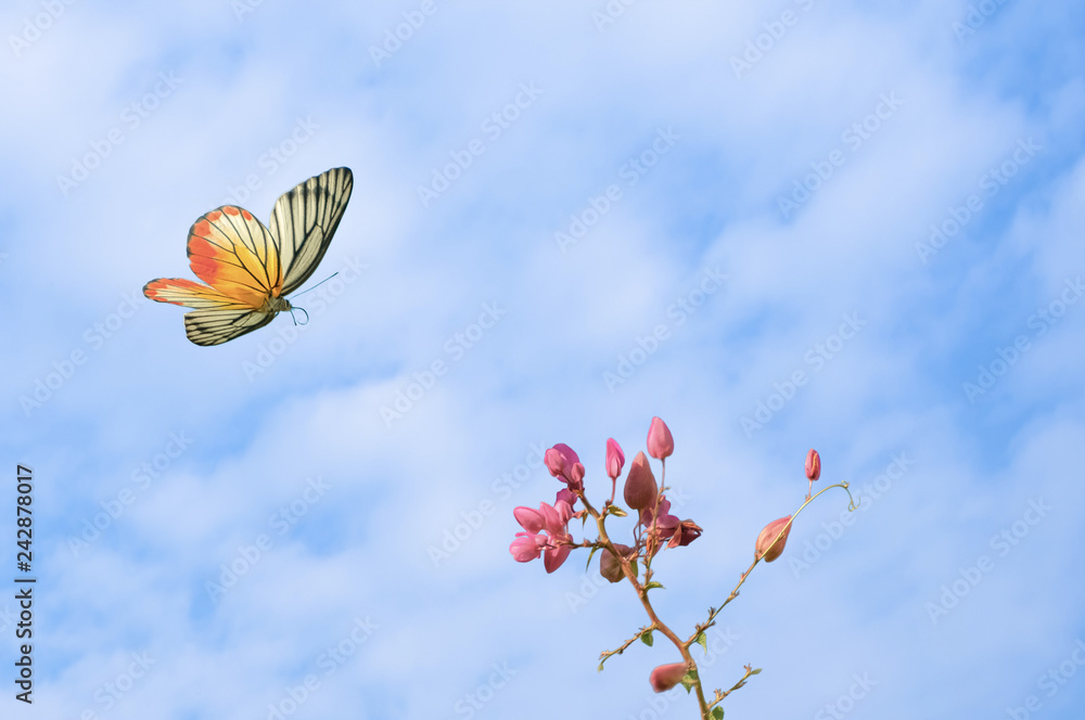 Beautiful Butterfly Flying