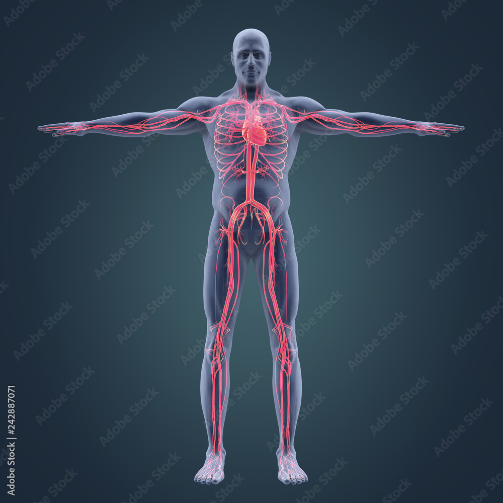 Human Circulatory System Illustration Stock Illustration | Adobe Stock