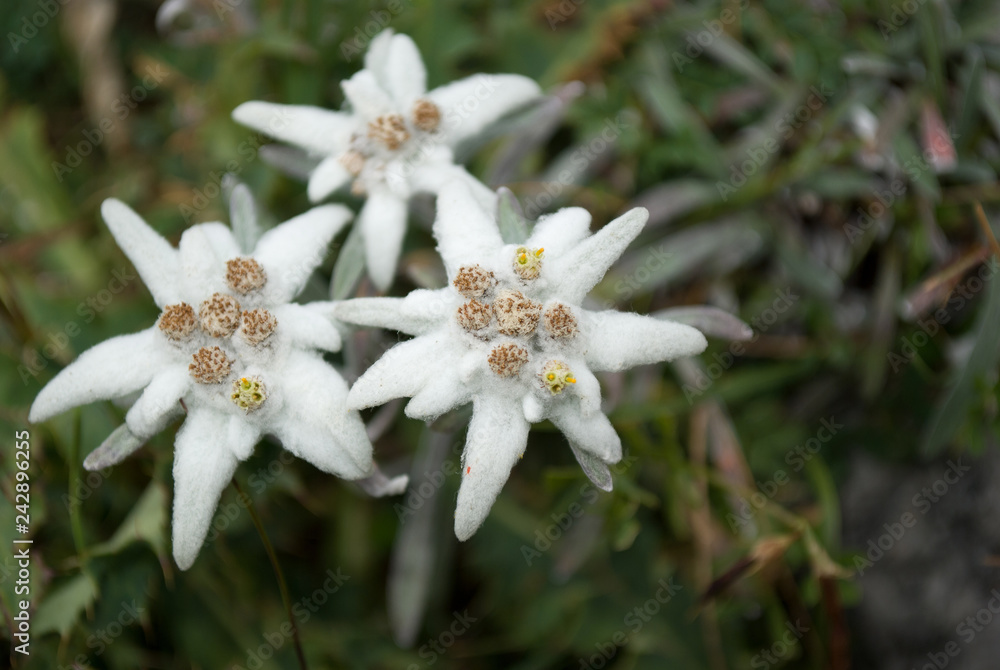 edelweiss, the symbol of Austria Stock Photo | Adobe Stock