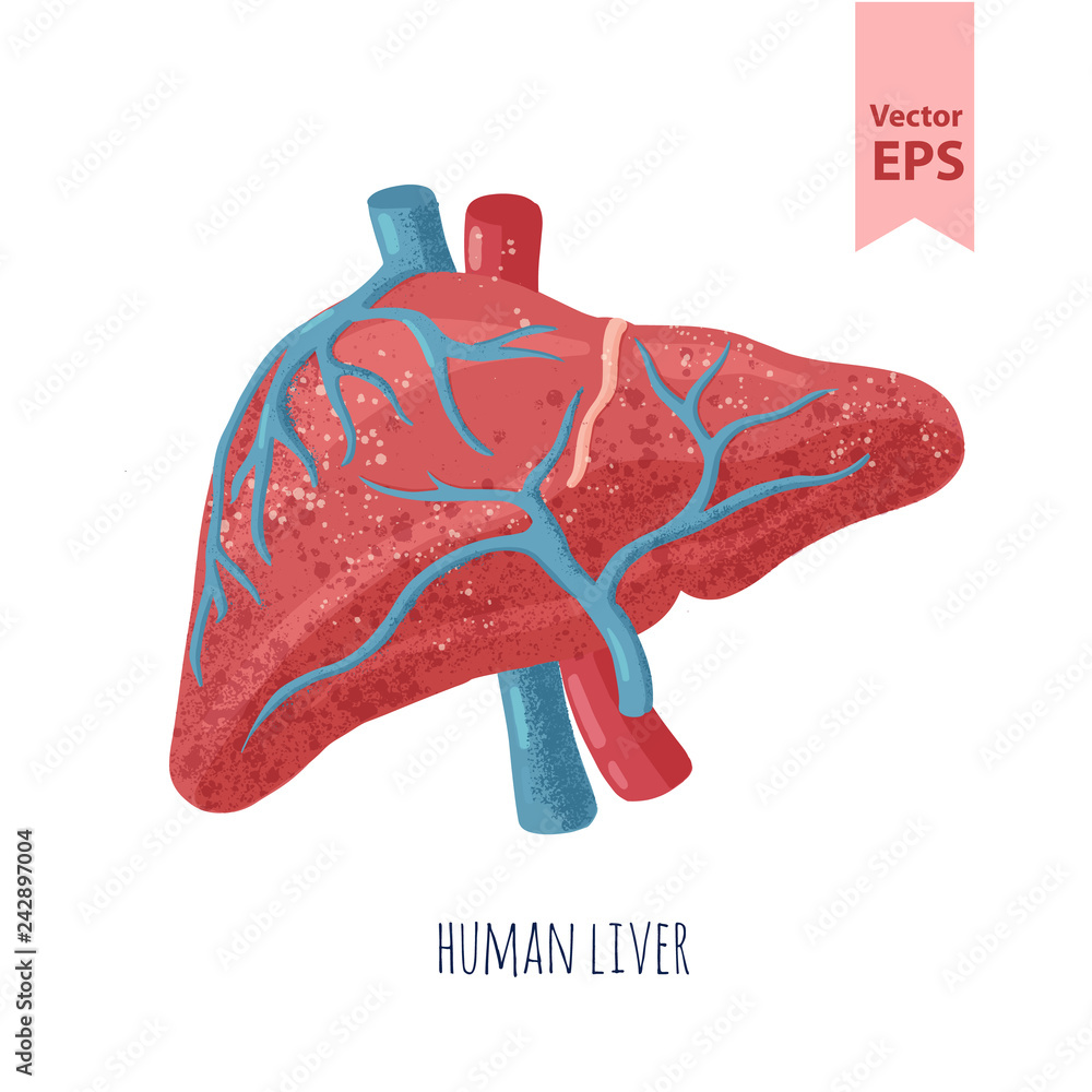 Human liver anatomy vector illustration. Organs for surgeries and ...