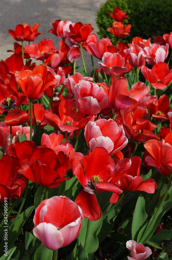 Tulipes rouges au lac de garde Stock Photo | Adobe Stock