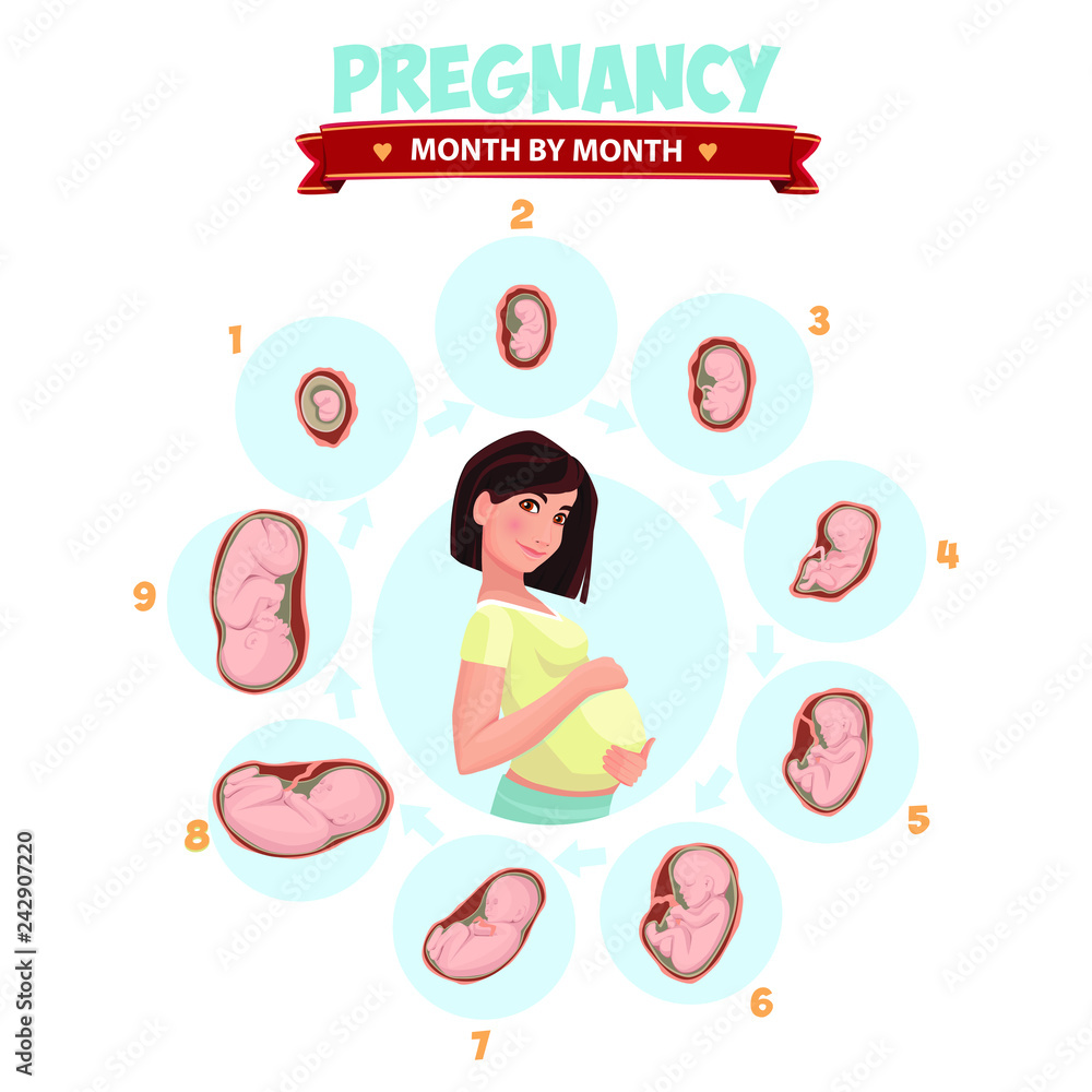Pregnant beautiful woman vector infographics. Pregnancy by trimester ...