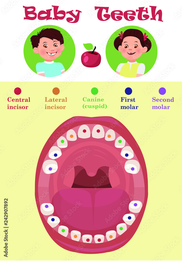 Tooth arrival chart infographic. Temporary teeth - names, groups ...