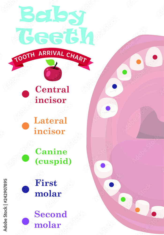 Tooth arrival chart infographic. Temporary teeth - names, groups ...