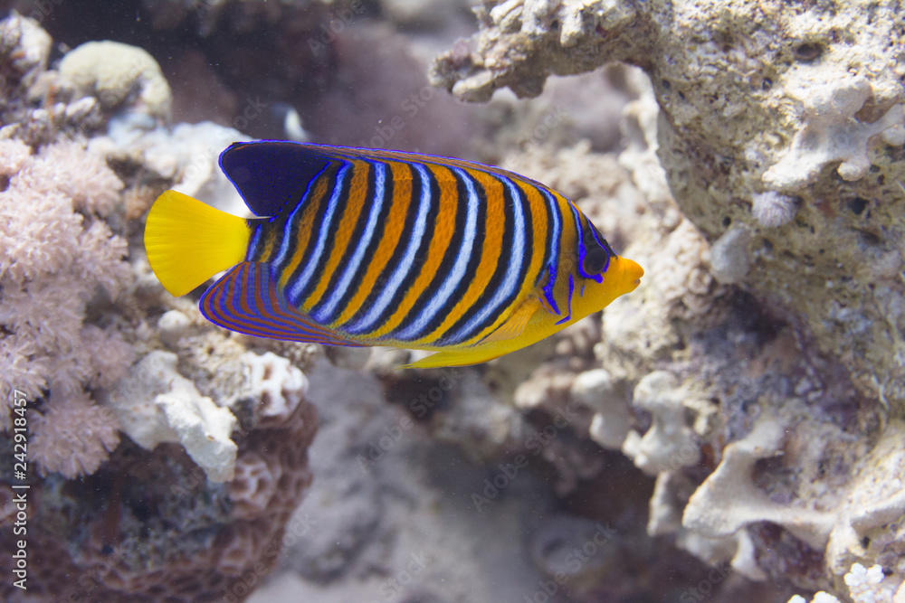 Regal Angelfish on Coral Reef in Red Sea off Sharm El Sheikh, Egypt ...