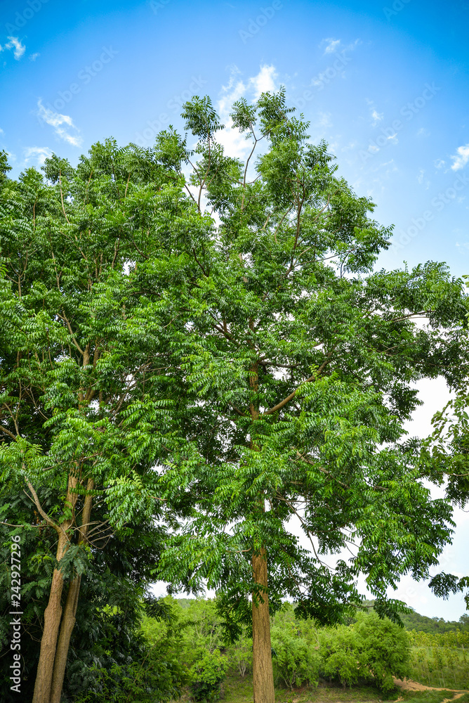 Neem tree / Fresh green neem tree plant growing on nature for food and ...