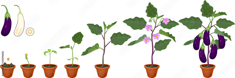 Life cycle of eggplant. Growth stages from seeding to flowering and ...