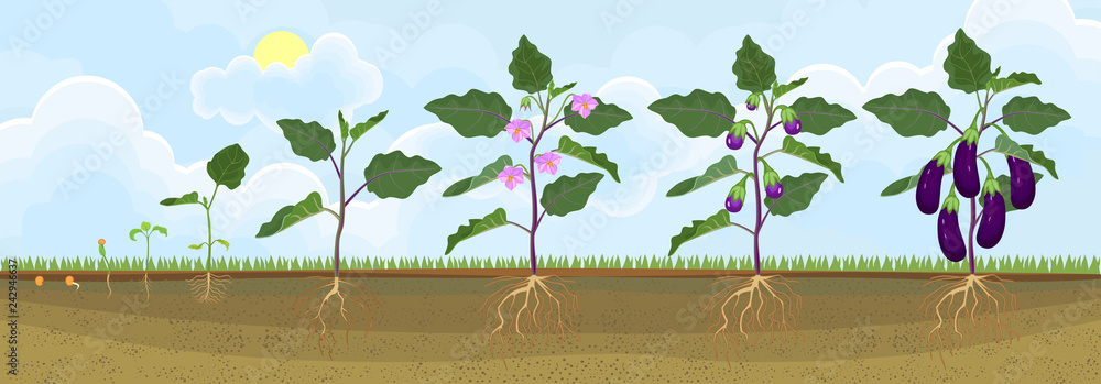 Life cycle of eggplant. Growth stages from seeding to flowering and ...