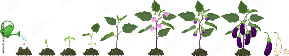 Life cycle of eggplant. Growth stages from seeding to flowering and ...