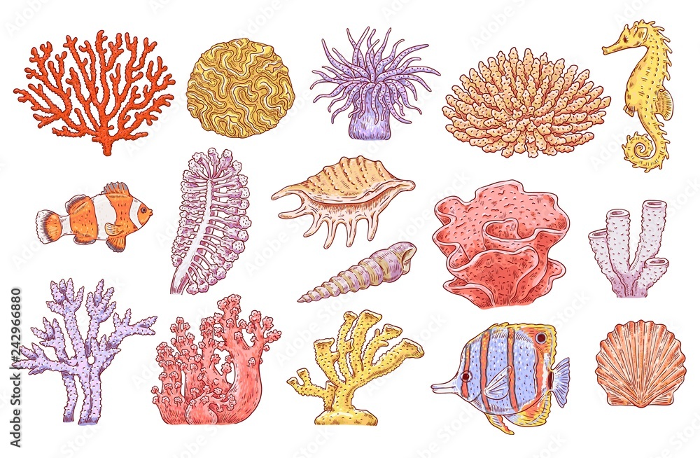 Vector tropical sea underwater corals, fish, shell and scallop set ...