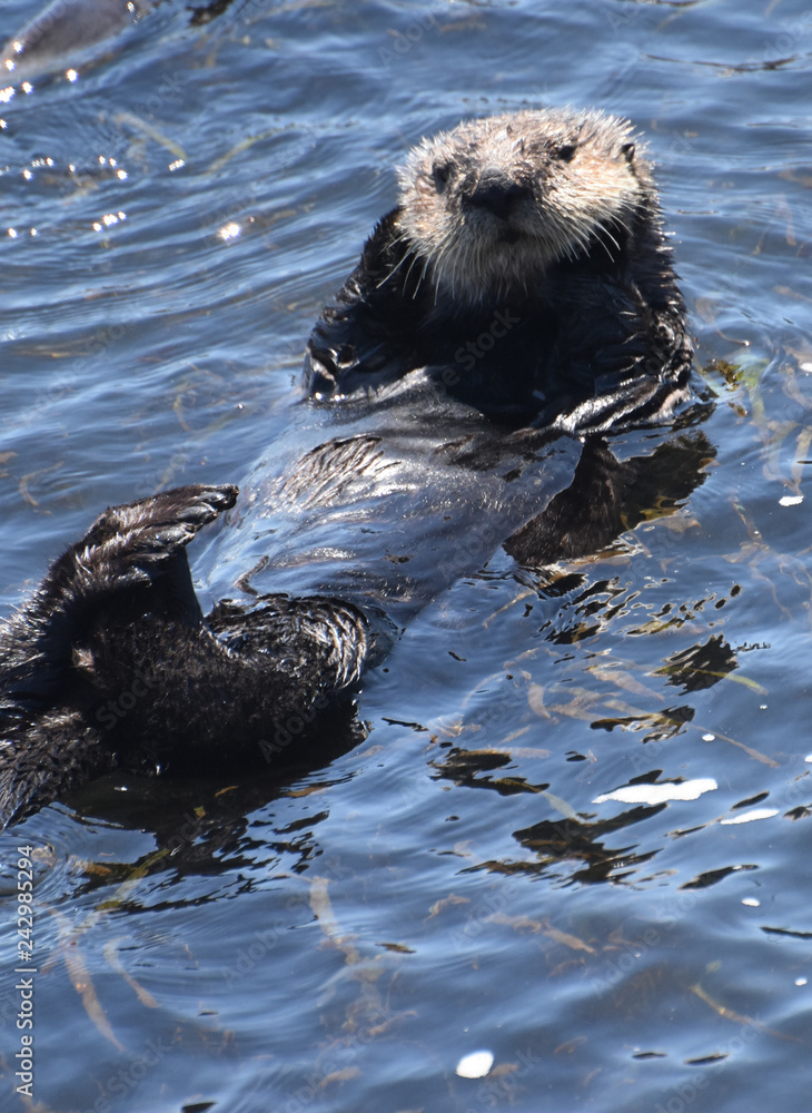 Sea Otter Face