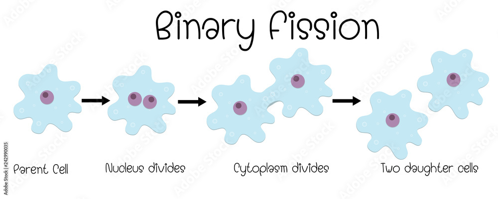 binary fission in amoeba Stock Vector | Adobe Stock