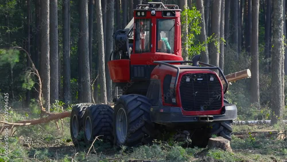 The wood combine harvester processes the pine, the harvester cuts the ...