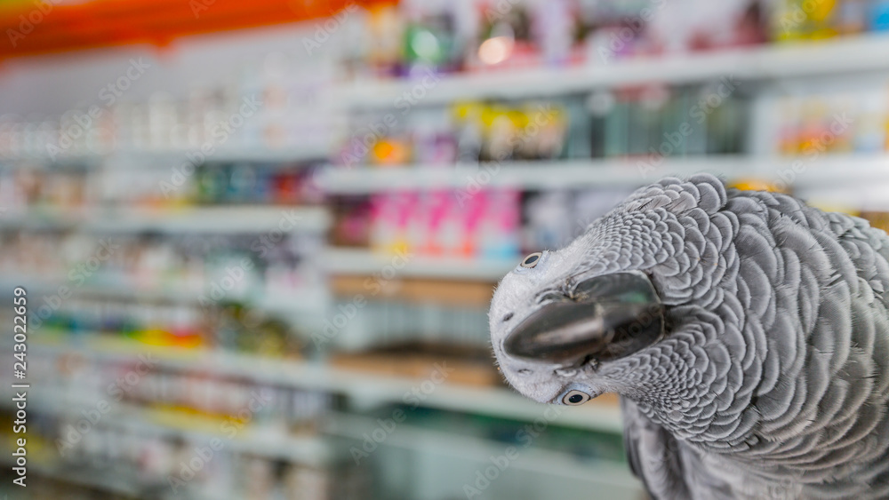 Close up African grey parrot (Psittacus erithacus) portrait in store ...
