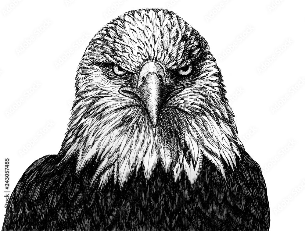 Eagle head - graphic drawing in black outline on a white background ...