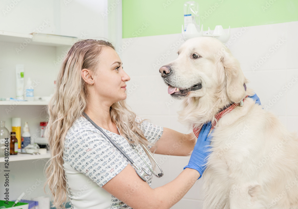 Smiling veterinarian doctor and a golden retriever puppy at vet ...