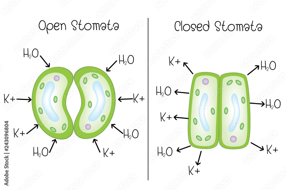 Structure of stoma open and stoma closed Stock Vector | Adobe Stock