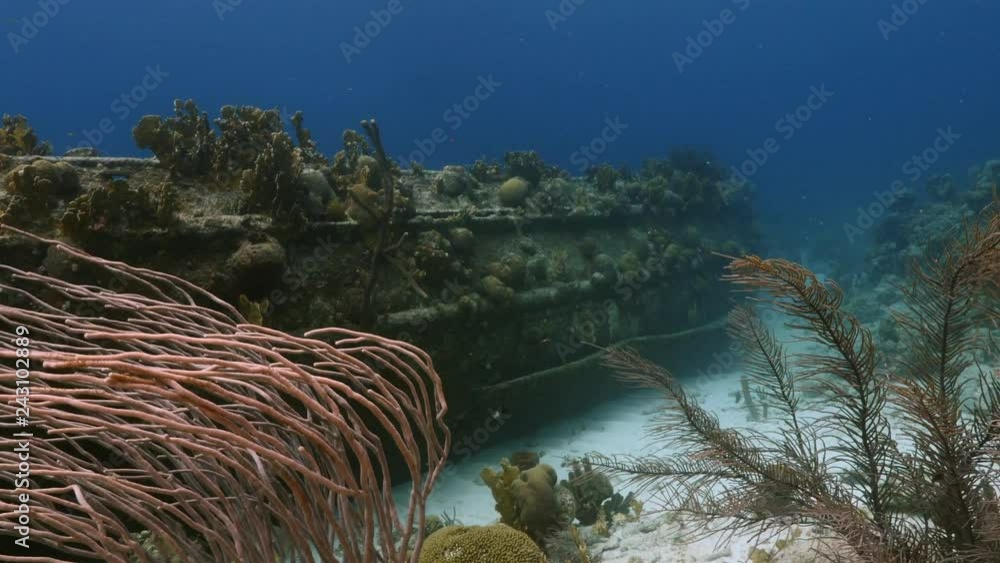 Video Stock Seascape of coral reef in the Caribbean Sea around Curacao ...