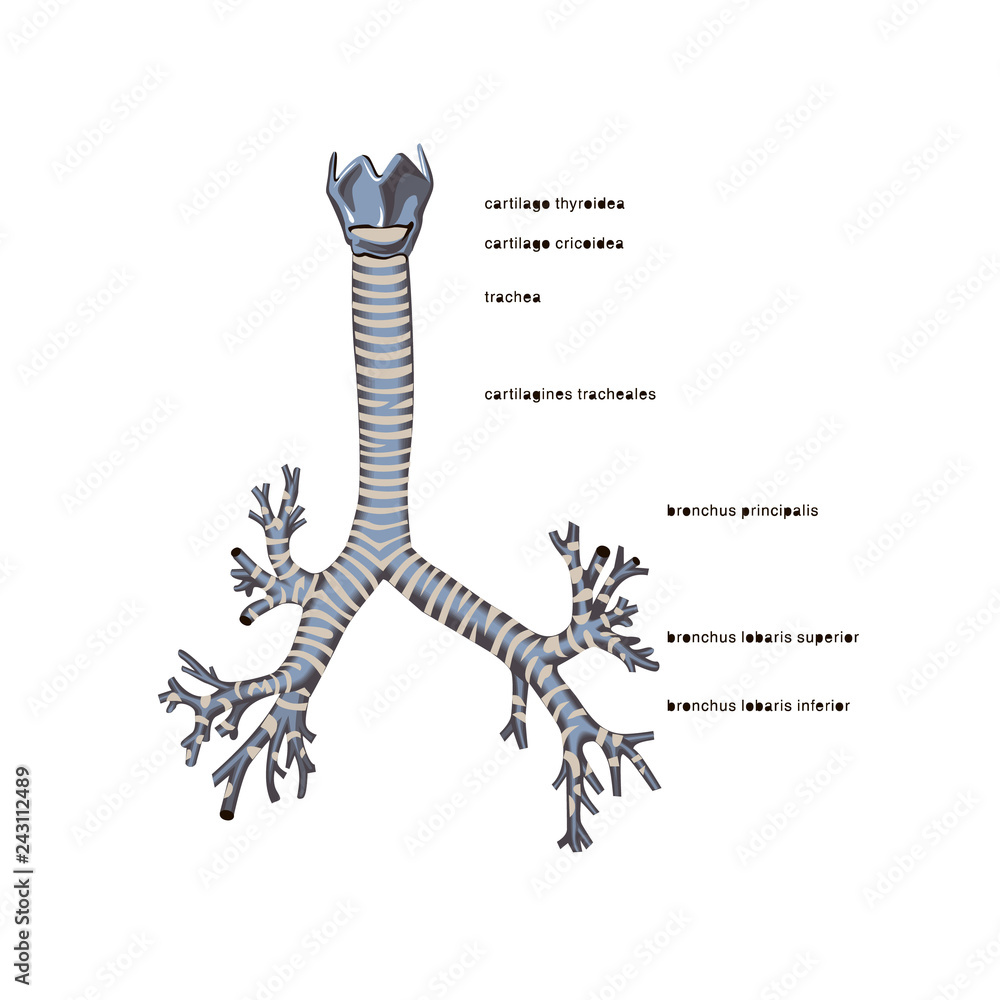 Trachea isolated flat vector illustration Stock Vector | Adobe Stock