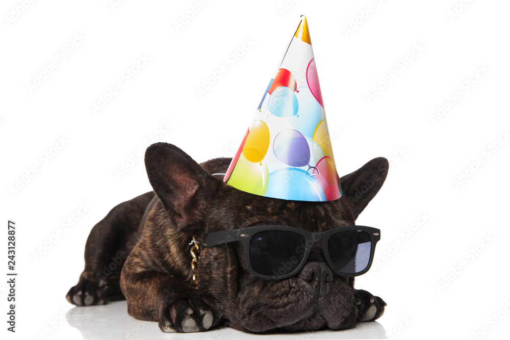 Birthday French Bulldog