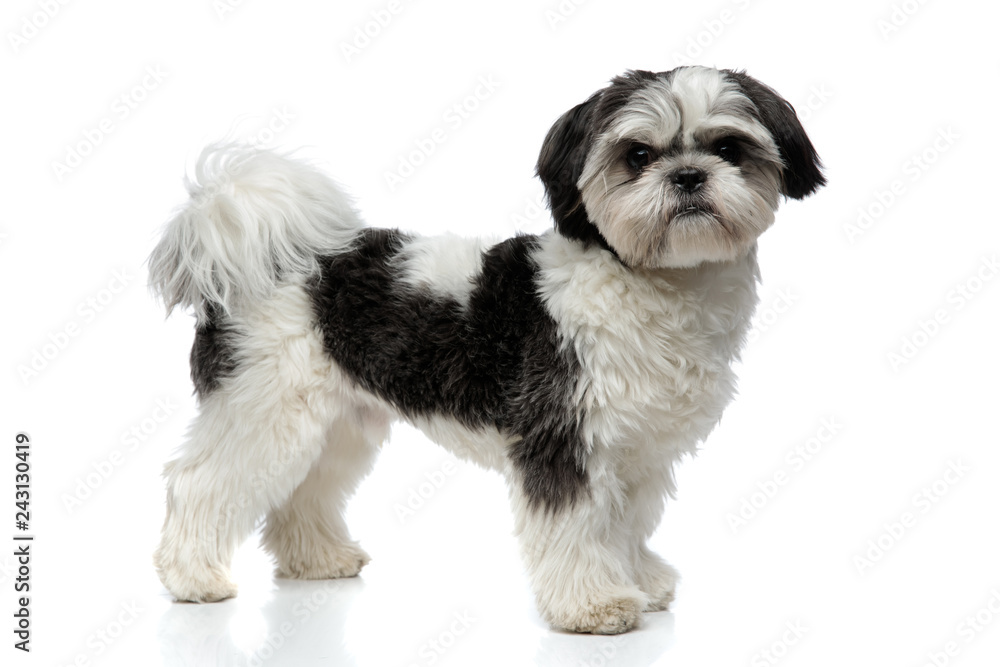 side view of furry black and white shih tzu standing Stock Photo ...
