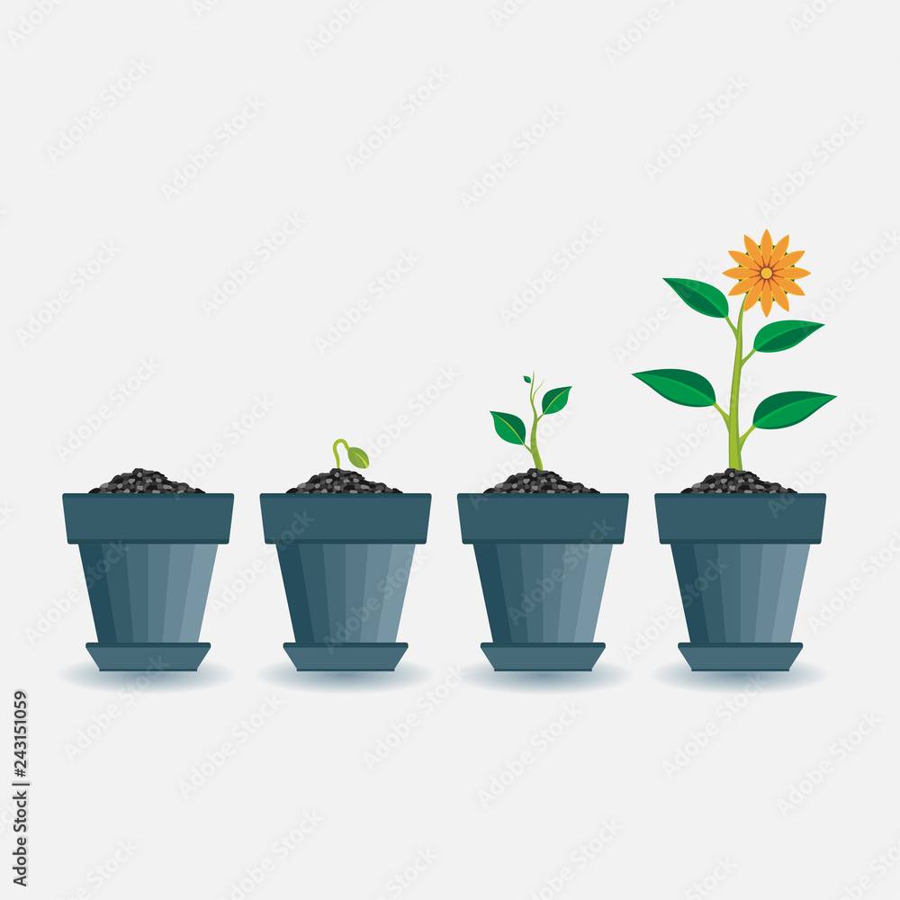stages of plant growth, plant growing schedule, infographic Stock ...