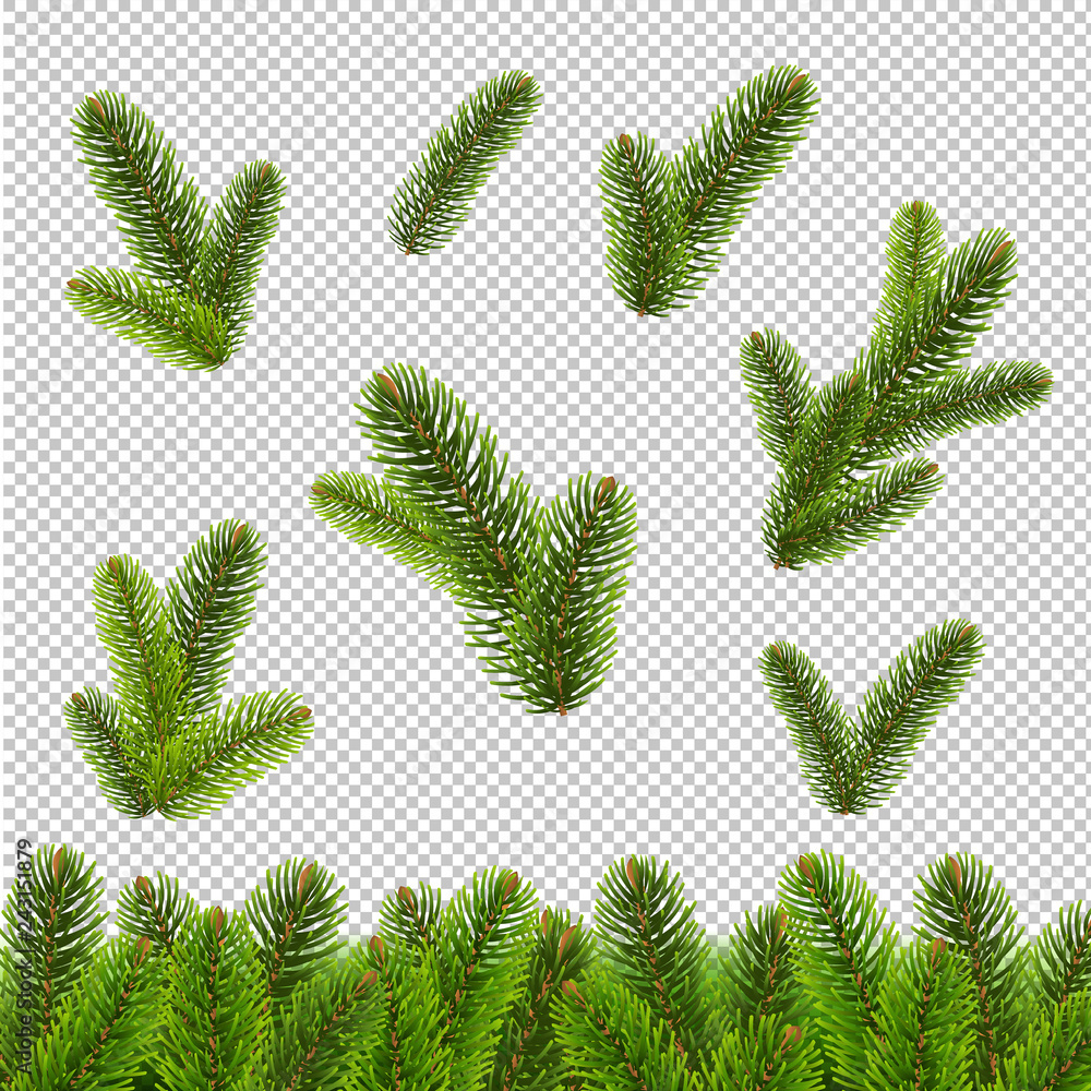 Fir Tree Isolated Transparent Background Stock Vector | Adobe Stock