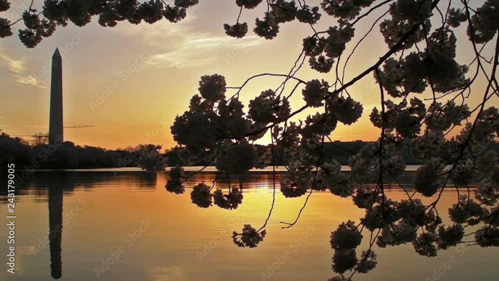 The National Cherry Blossom Festival is a spring celebration in ...