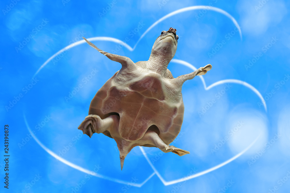 Amusing turtle on blue sky background with two hearts with copy space ...