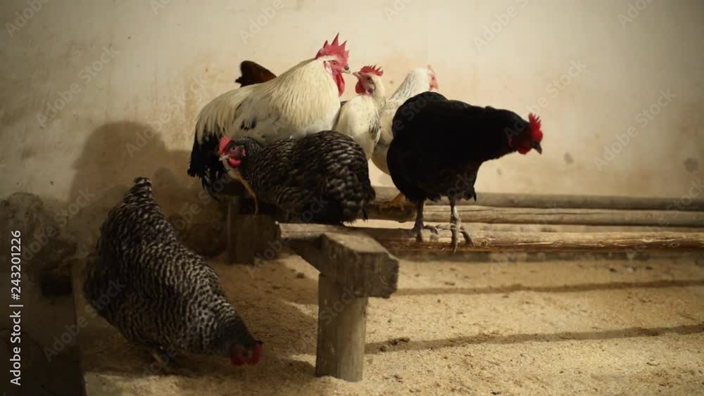 Organic chicken in a chicken house on the roost in the evening Stock ...