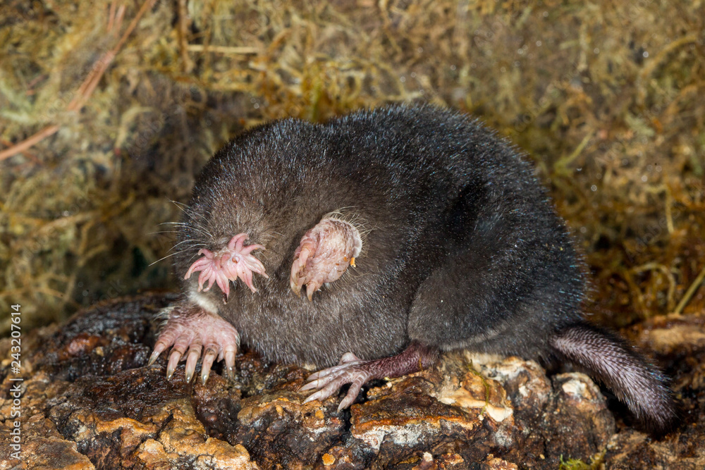 Cute Star Nosed Mole