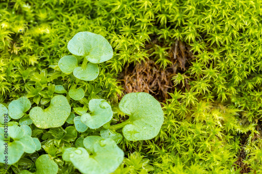 Small Plants Found In Mosses