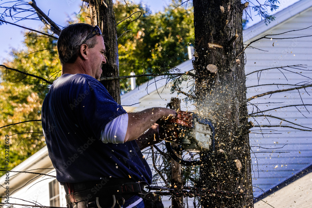 Professional Tree Trimmer