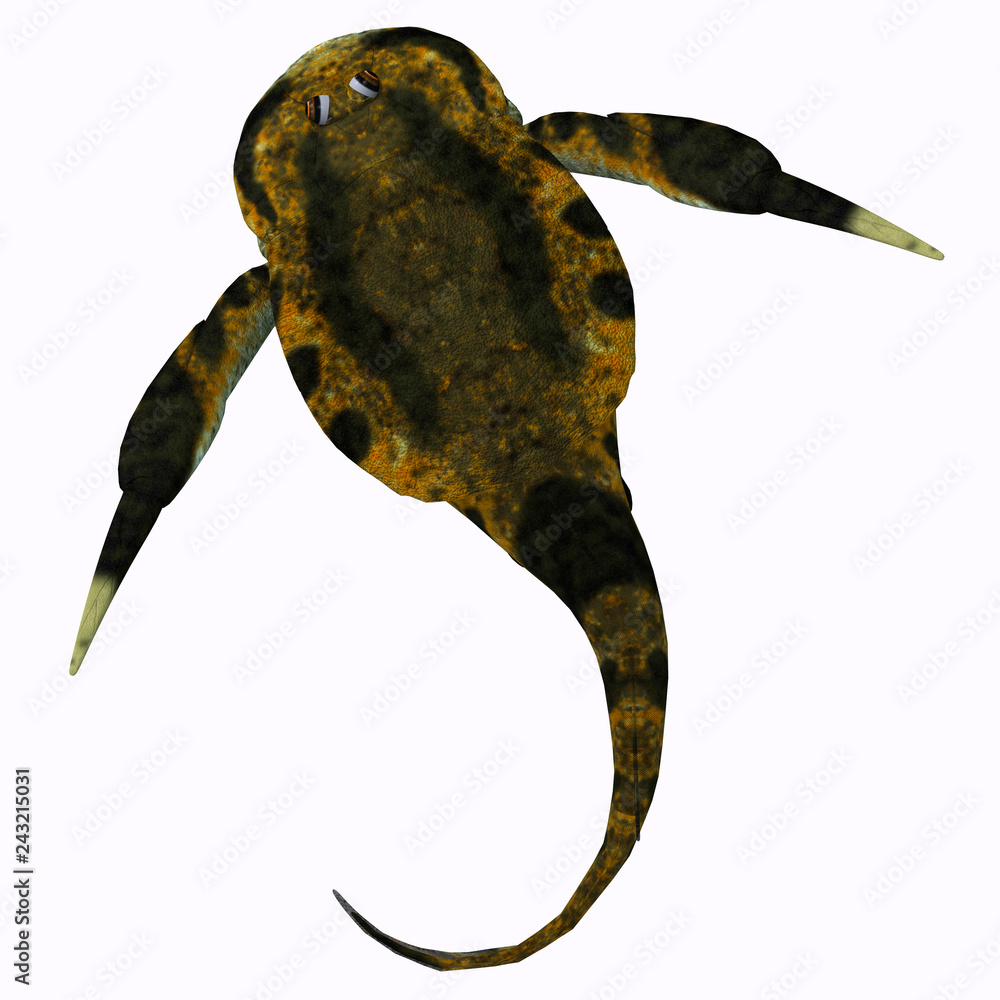 Bothriolepis Fish over White - Bothriolepis was an aquatic placoderm ...