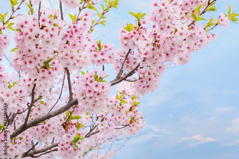 Iwate , Japan - April 22 2018: Kitakami Tenshochi park located by the ...