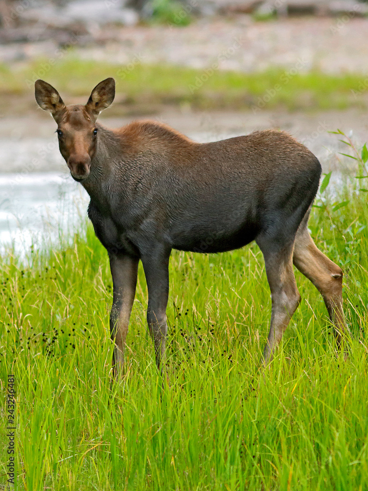 Cute Baby Moose, few months old, standing in green lush grass by a ...