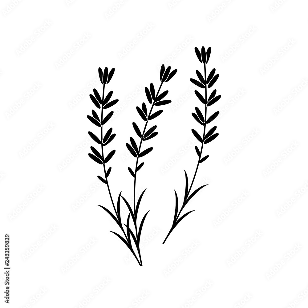 Lavender vector icon on white background. Stock Vector | Adobe Stock