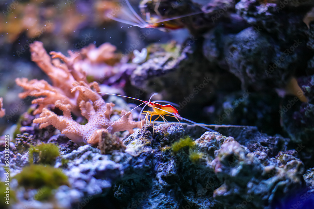 Lysmata amboinensis cleaner shrimp in marine aquarium. Close up red ...