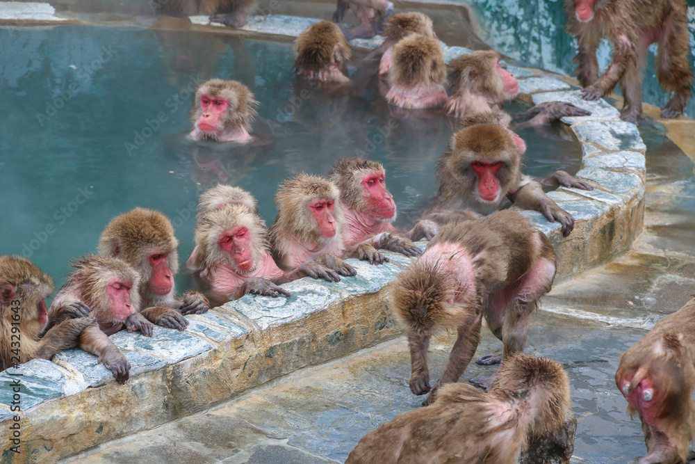 Foto de Snow monkeys (Japanese macaque) relaxing in a hot spring pool ...