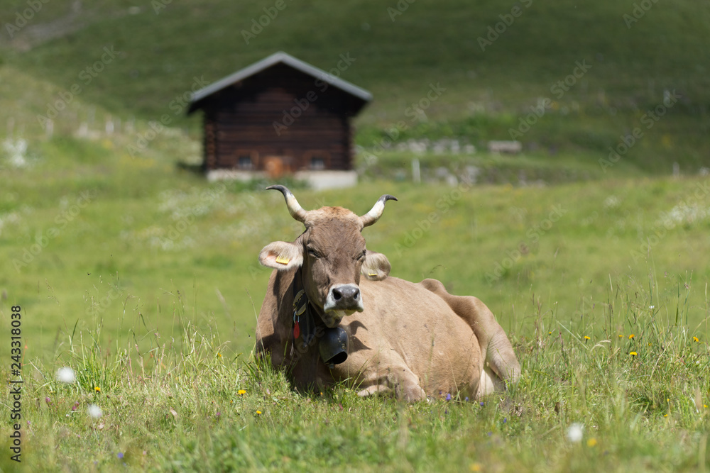 Vache laitière Suisse dans les Alpes avec un chalet en bois foto de ...