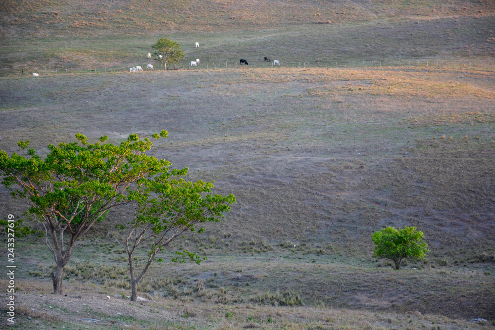 Vegetation of the Brazilian northeast semi-arid illuminated with the ...