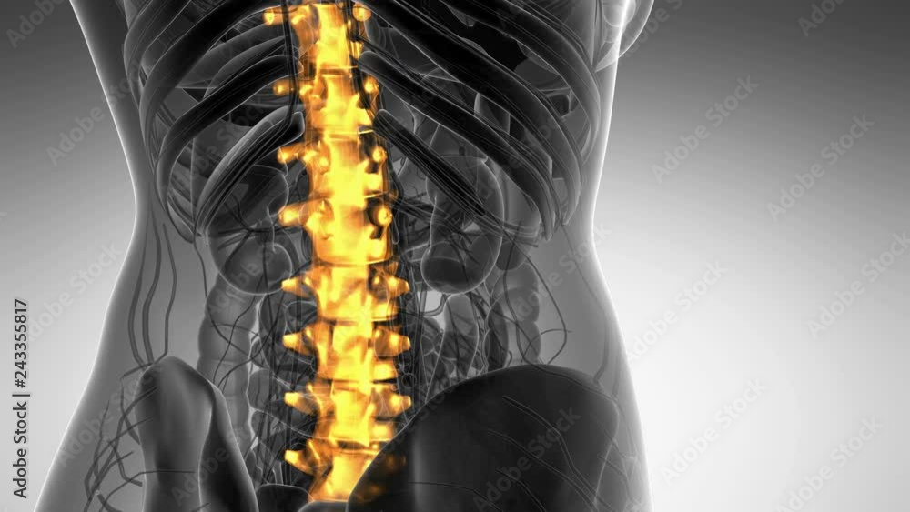 SPINE bone skeleton x-ray scan Stock Video | Adobe Stock