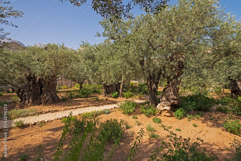 Olive Trees in a Middle Eastern Garden Stock Photo | Adobe Stock