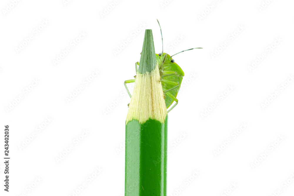 The green bedbug (Nezara), Southern green stink bug, shield bug or ...