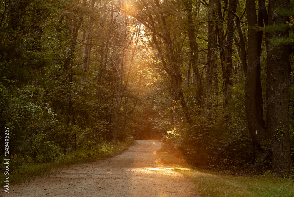 Shaft of sunlight on carriage road Stock Photo | Adobe Stock