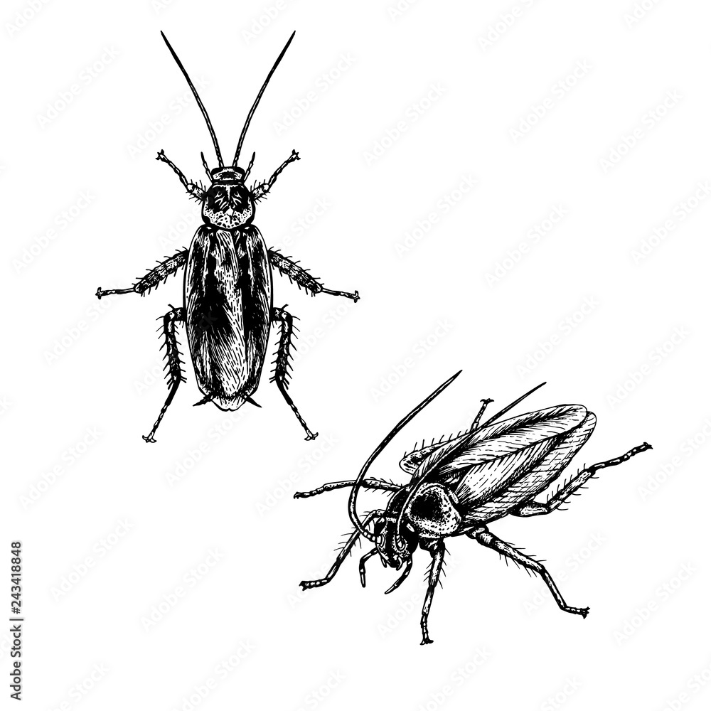 Hand drawn set of cockroach. Realistic sketches. Vector illustration ...