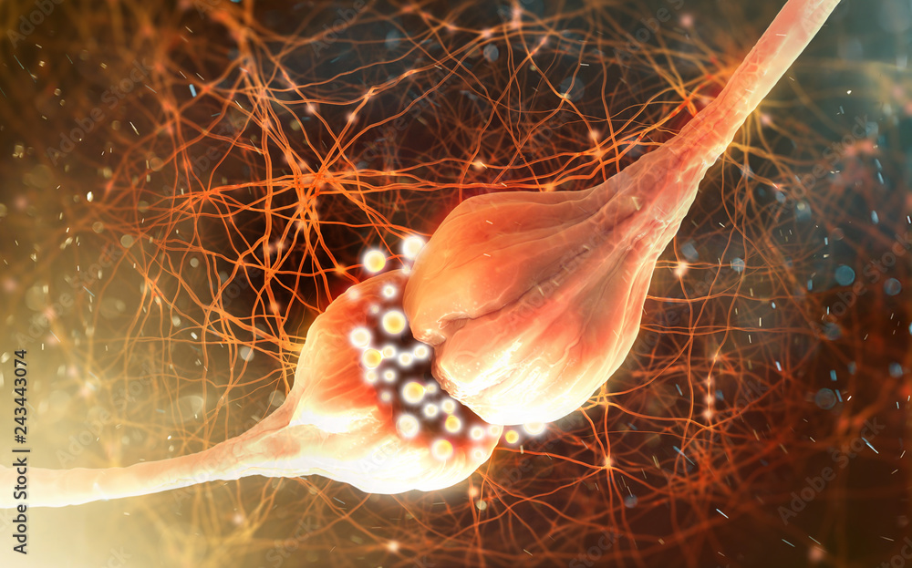 Synaptic transmission. Structure of a typical chemical synapse. 3D ...