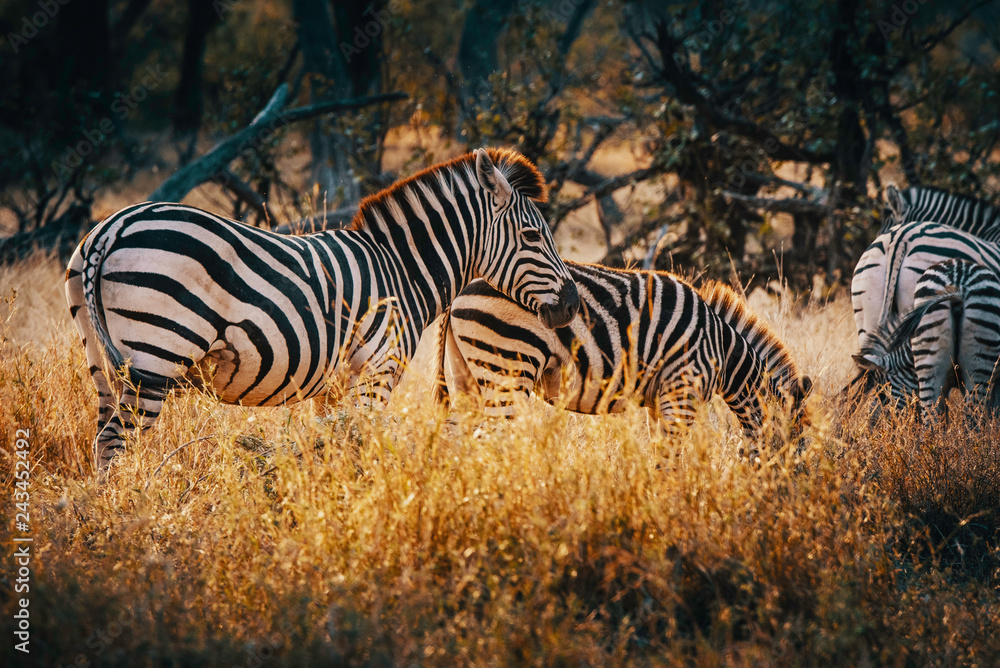 Zebras in einem lichten Wald im Moremi National Park bei ...
