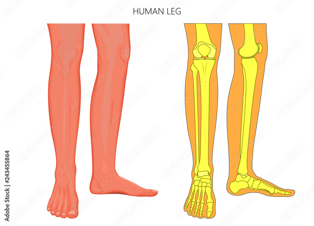 Vector illustration anatomy of human legs and diagram of human bones ...