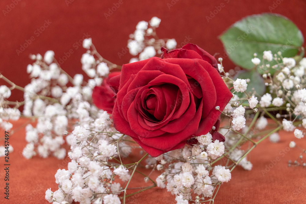Rose rouge sur lit de fleurs blanche de gypsophile pour la saint ...